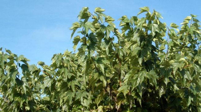 Quand et comment tailler le murier platane (à grandes feuilles ...