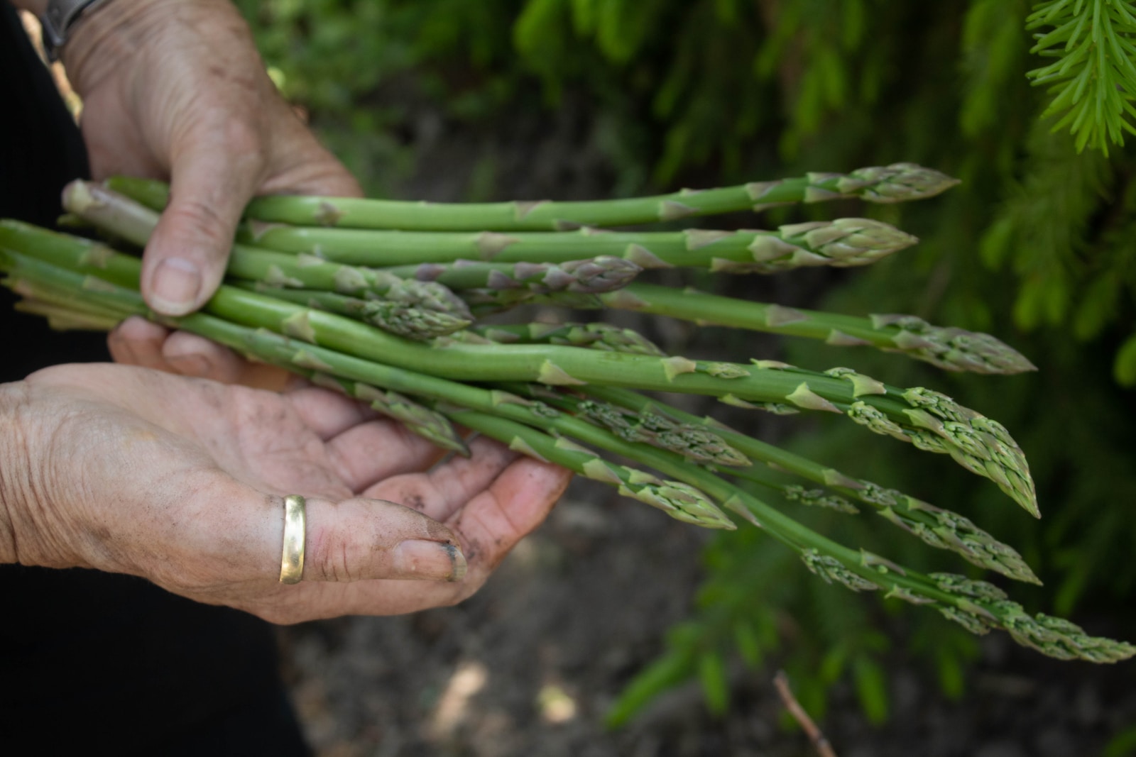 Démarrer la culture des asperges au printemps au potager - Imagine on ...